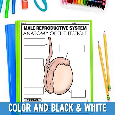 Male Reproductive System Labeling Diagrams And Worksheets Quizzes Grades 3 5