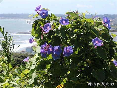 ノアサガオ 野山の花たち 東北と関東甲信越の花