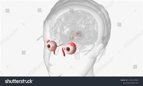 Visual System Contains Eyes Optic Nerves Stock Illustration 2311477921