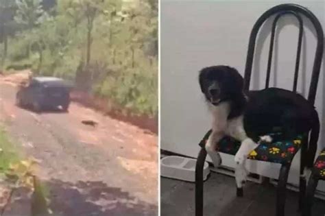 Vídeo cadela entra em desespero ao ser abandonada e encontra nova família ONG Olhar Animal