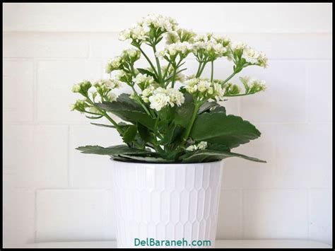 کالانکوئه نگهداری از گل کالانکوئه آبیاری،نور،خاک،کود،دما دلبرانه