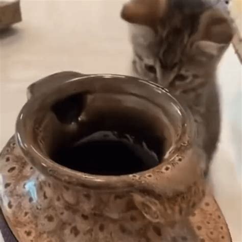 Tiny Magician Rrockaway