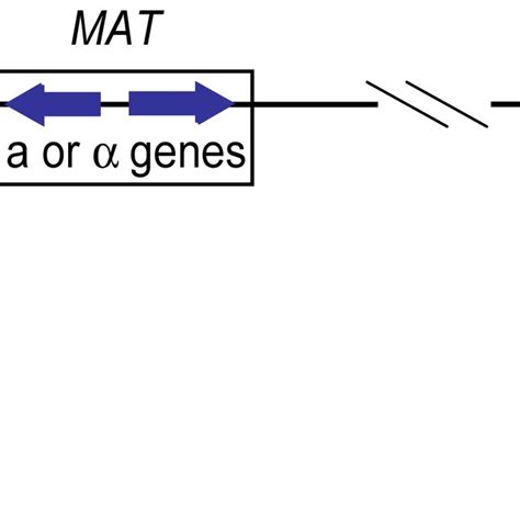 Chromosome Iii Mating Loci Mat And The Cryptic Mating Loci On