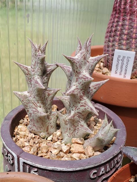 Caralluma Is Nice And Fat Rsucculents