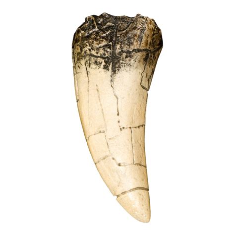 12 Inch Long Tyrannosaurus Rex Tooth Replica Fossil T Rex 56 Off