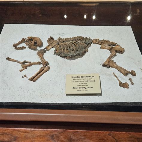 John A Moretti The New Saber Cat Mummy From Siberia May Be The First