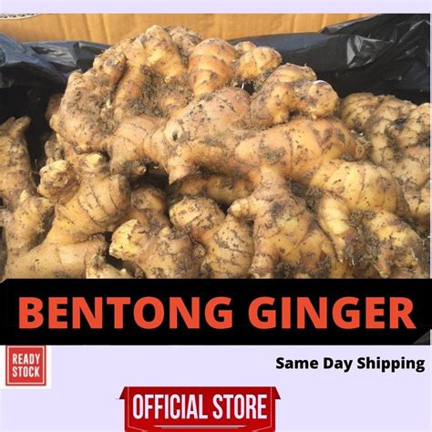 Halia Bentong Ginger Bentong Ginger 1kg Bara Tiktok Shop Malaysia