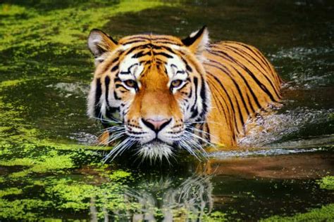 Video 5 Tigres Conmocionan Las Playas De Dubái El Souvenir