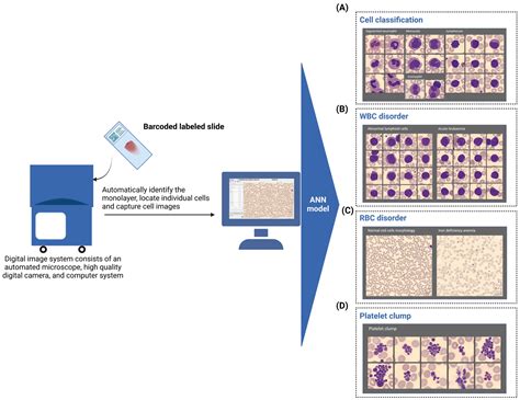 Cells Free Full Text Artificial Intelligence Assisted Diagnostic Cytology And Genomic