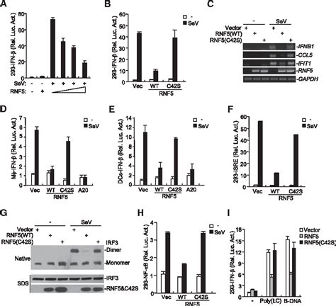 Figure 2 From The Ubiquitin Ligase Rnf5 Regulates Antiviral Responses