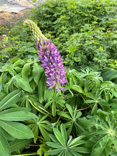 連日の猛暑｜園芸日記byなかじい3｜みんなの趣味の園芸｜1351232