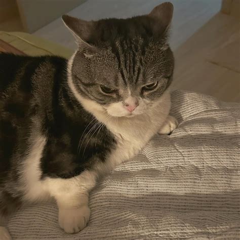 котямбусы погрузись в мир милых и смешных котят Мемы и смешные фото