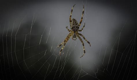 Spieder 2 9 23 3 Olympus Digital Camera Mark Lauri Flickr