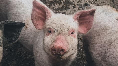 Can Christians Eat Pork What The Bible Says Ask Theology