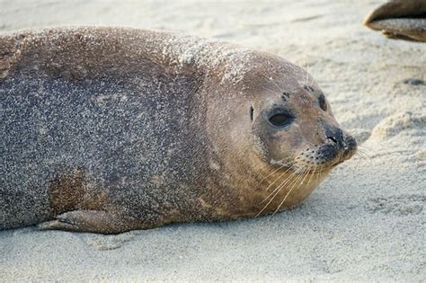 Premium Photo A Seal On The Beach