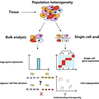 PDF Studying Hematopoiesis Using Single Cell Technologies