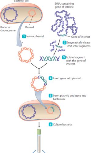 BI 234 Chapter 8 Recombinant DNA Technology Flashcards Quizlet
