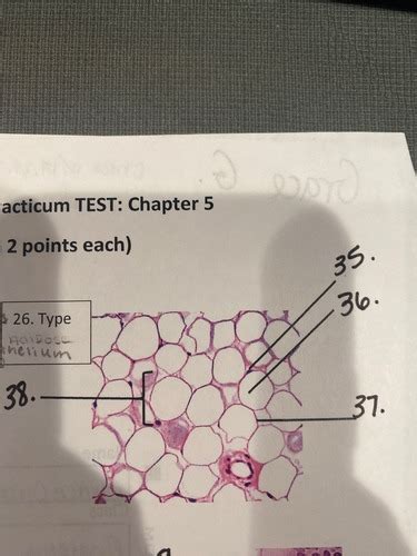 Anatomy And Physiology Unit 5 Part 2 Diagrams Flashcards Quizlet