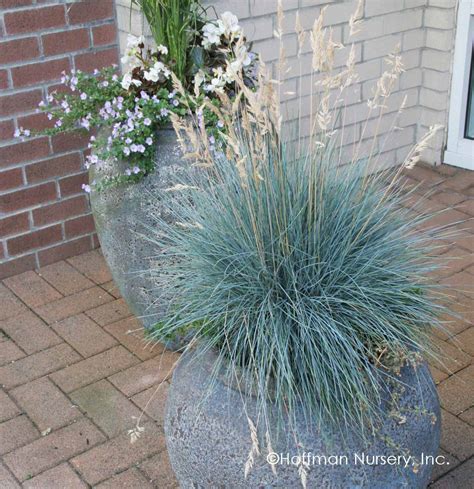 Festuca Glauca Elijah Blue Hoffman Nursery
