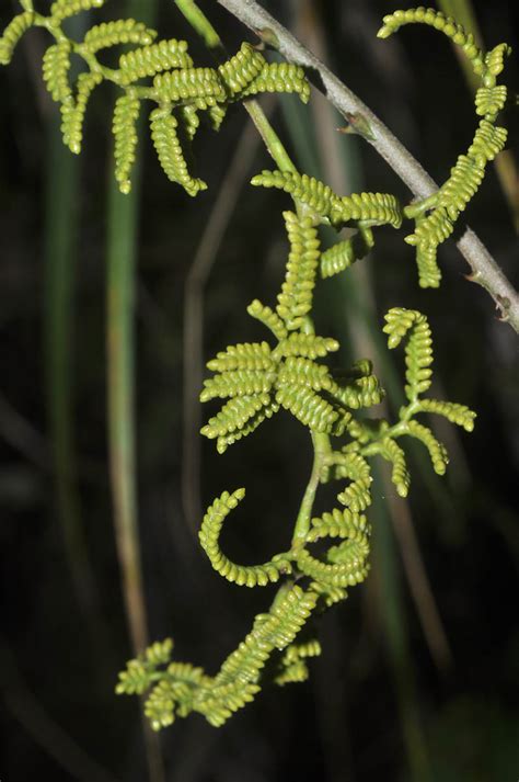 Calamus Usitatus Arecaceae Image At PhytoImages Siu Edu