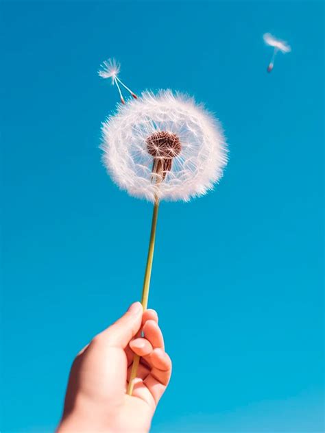Mindful Saúde Integrativa Mindfulness 8 Semanas