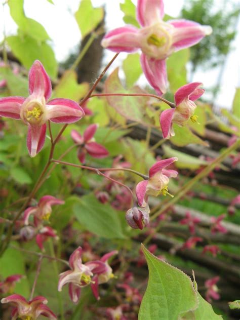 Горянка красная (Epimedium rubrum)