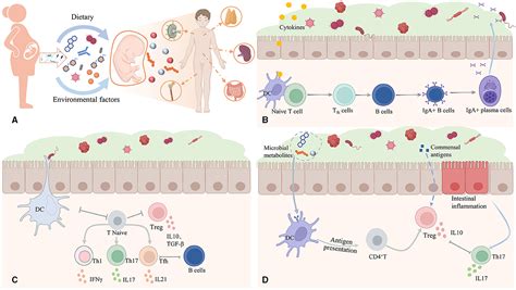 Frontiers Decoding Immune Interactions Of Gut Microbiota For