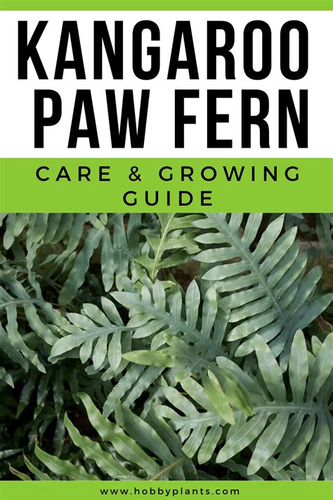 Kangaroo Paw Fern Care Microsorum Diversifolium And Growing Guide