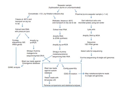 Microbiota Metagenome Metatranscriptome And Single Cell Sequencing Reveal Microbial Response