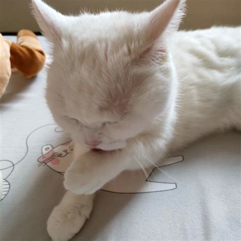 🌸筱日兒 皮皮小啵😿 2908559 浪live直播 歌唱才藝直播平台