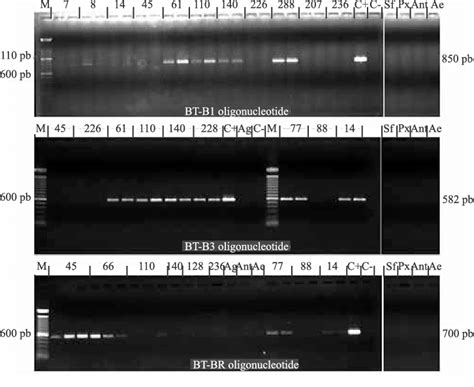 Pcr Reactions Using The Sequence‑characterized Amplified Region Scar Download Scientific
