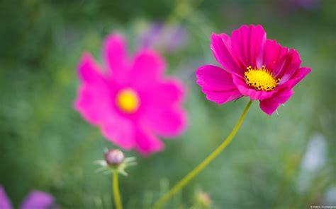 Microsoft Lock Screen Wallpaper WallpaperSafari