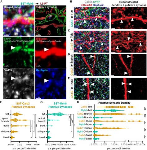 Cortical Somatostatin Interneuron Subtypes Form Cell Type Specific Circuits Neuron