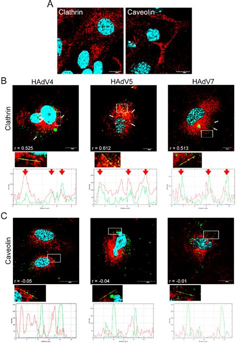 Figure 2 From Human Adenovirus Entry And Early Events During Infection