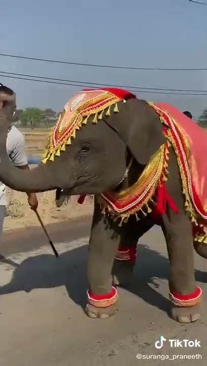 අලි නැටුම් 🤗 Youtube