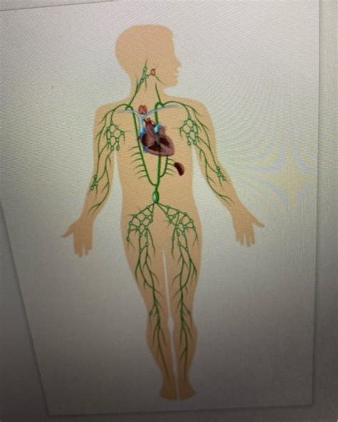 Solved Label The Lymphatic System Label The Image With The Chegg Com