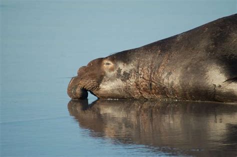 Surprising Things That Are Much Bigger Than You Imagine