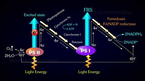 Cyclic And Noncyclic Photophosphorylation Youtube
