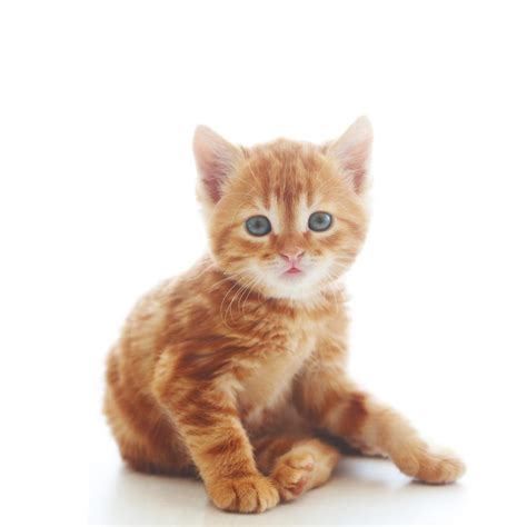 Chatons Photos Page 3