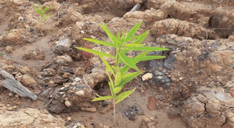 Rehabilitation To Repurpose Approaches To Post Mining Land Use Mining Magazine Australia