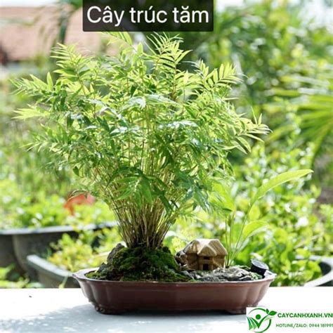 Cây Trúc Tăm Khám Phá Những Nét đẹp độc Lạ Của Cây