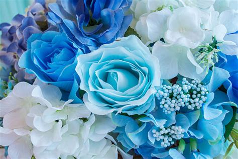 Blue Roseのストックフォト Istock