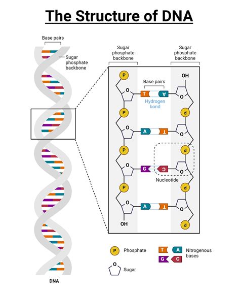 The Structure Of Dna Rbiochemistry