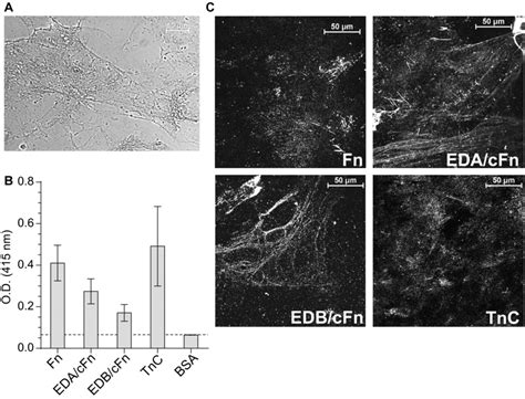 Characterization Of Extracellular Matrices Deposited By Download
