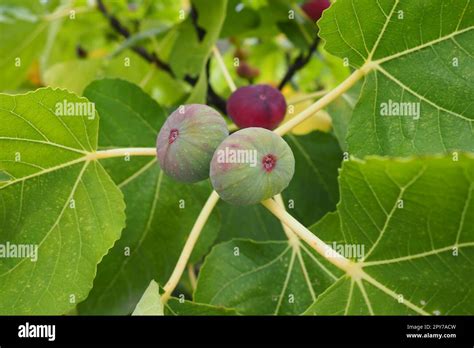 Fig Or Fig Tree Or Common Fig Tree Ficus Carica Is A Subtropical