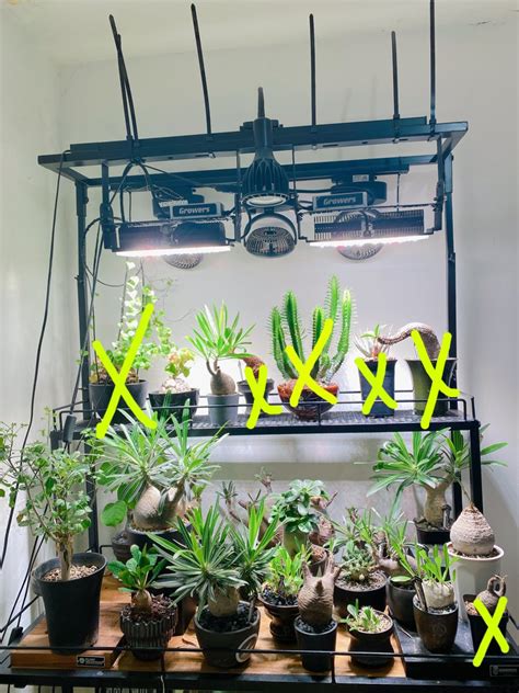 出坑 全出 潮流植物 塊根植物 沙生植物 象牙宮 橄欖 惠比大黑 龜甲龍 大戟 傢俬＆家居 園藝 植物及種子 Carousell