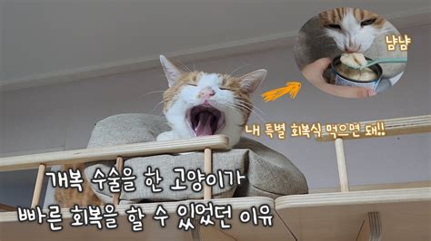 개복 수술을 한 고양이가 빠른 회복을 할 수 있었던 이유 코코의 특별 회복식 Youtube