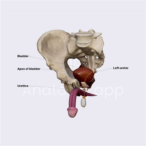 Urinary Bladder Anatomy Model