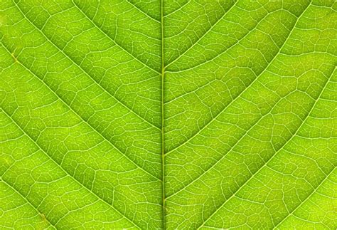 Premium Photo Leaf Texture