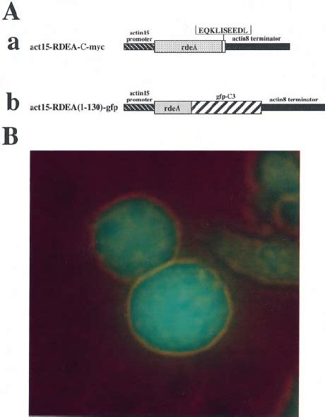 Cellular Location Of The Rdea Protein A Constructs Of The Rdea